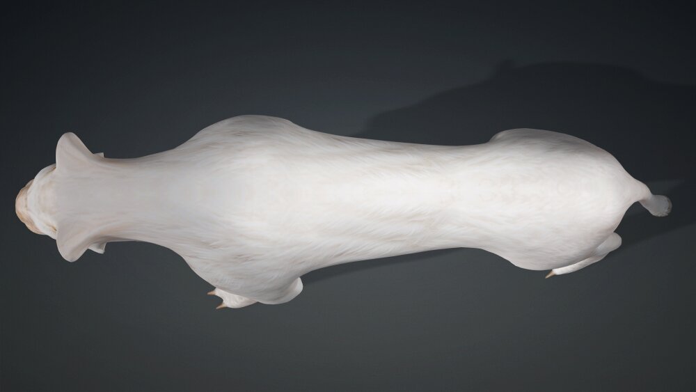 Lion B2 3D model - Download Mammals on 3DModels.org