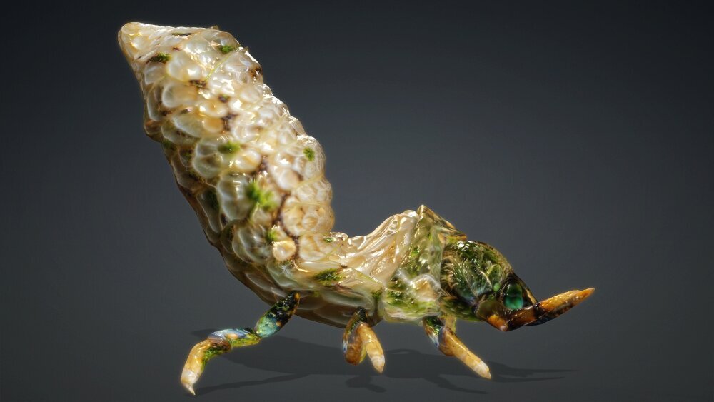 Larval V1d 3D model - Download Insects on 3DModels.org