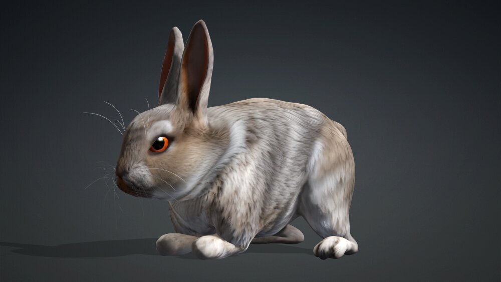 Lapin A3 Modèle 3D - Télécharger Mammifères activé 3DModels.org