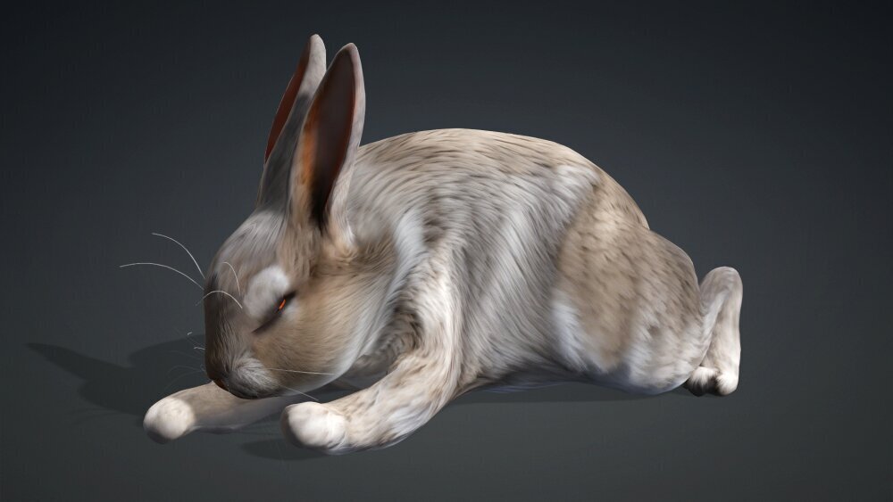 Lapin A3 Modèle 3D - Télécharger Mammifères activé 3DModels.org