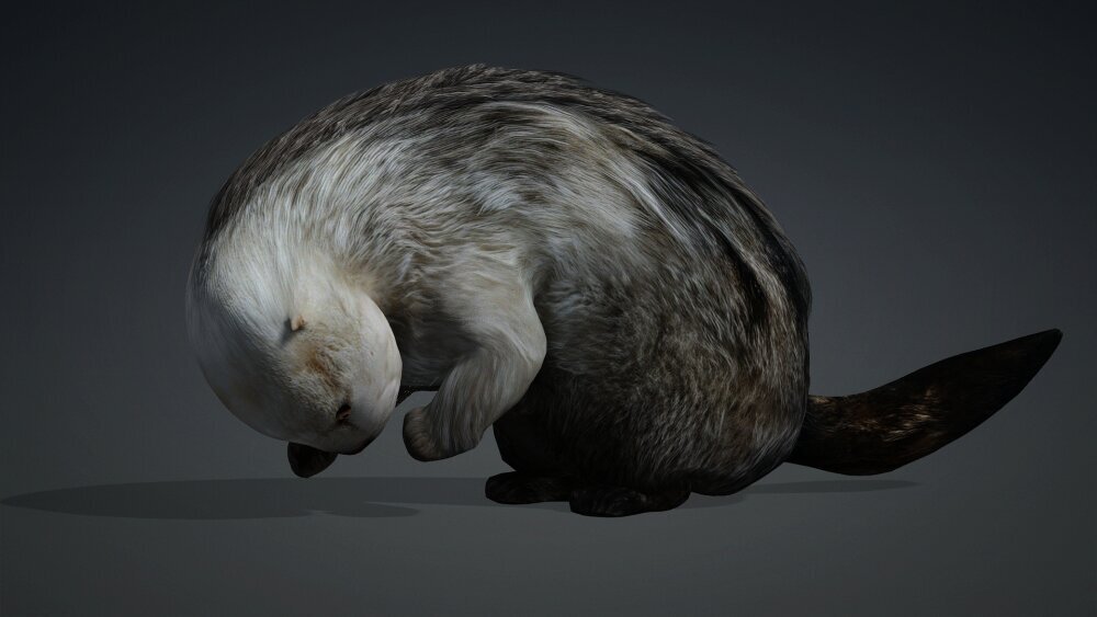 Otter A3 3D model - Download Mammals on 3DModels.org