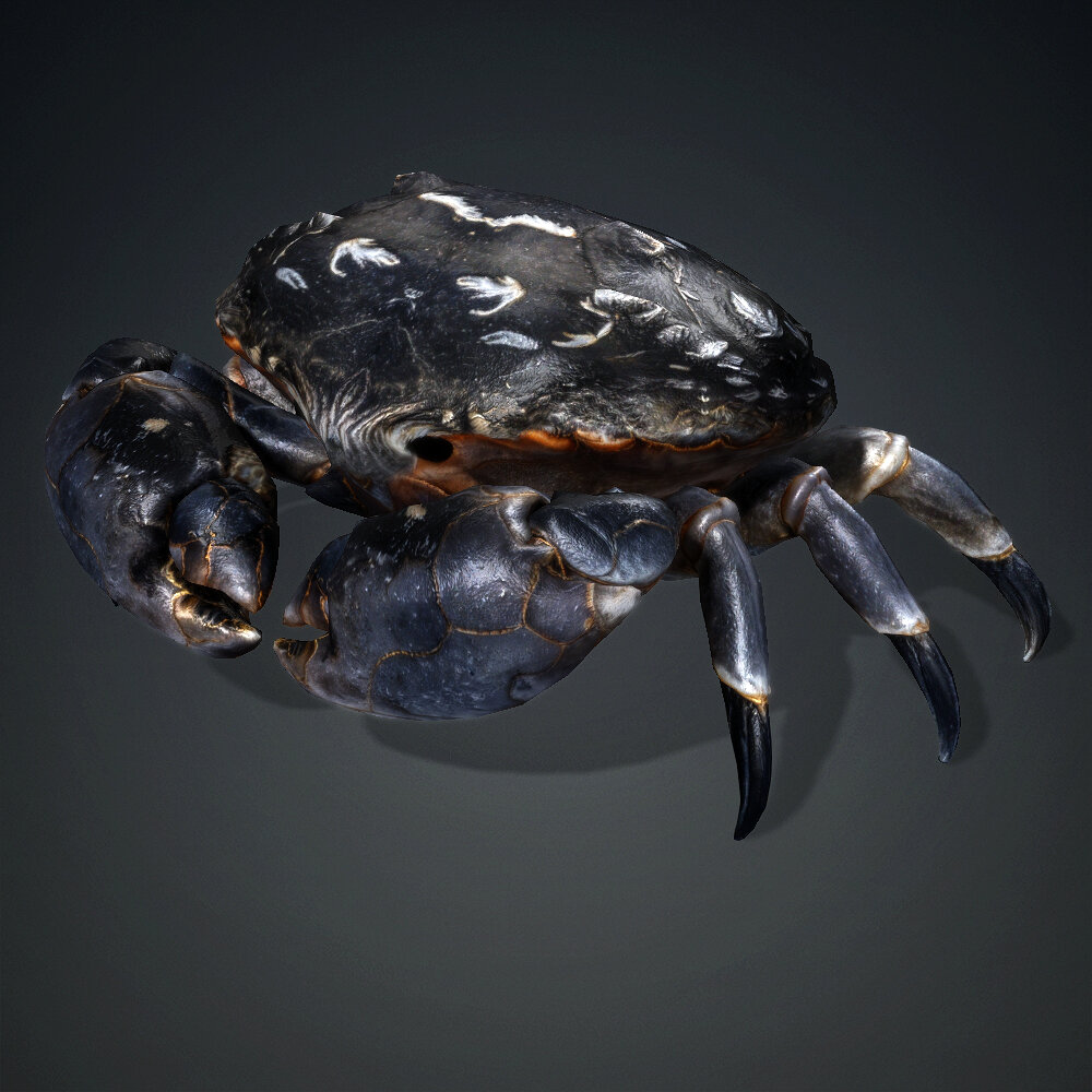 Crab Monster V1d 3D model - Download Arthropod on 3DModels.org