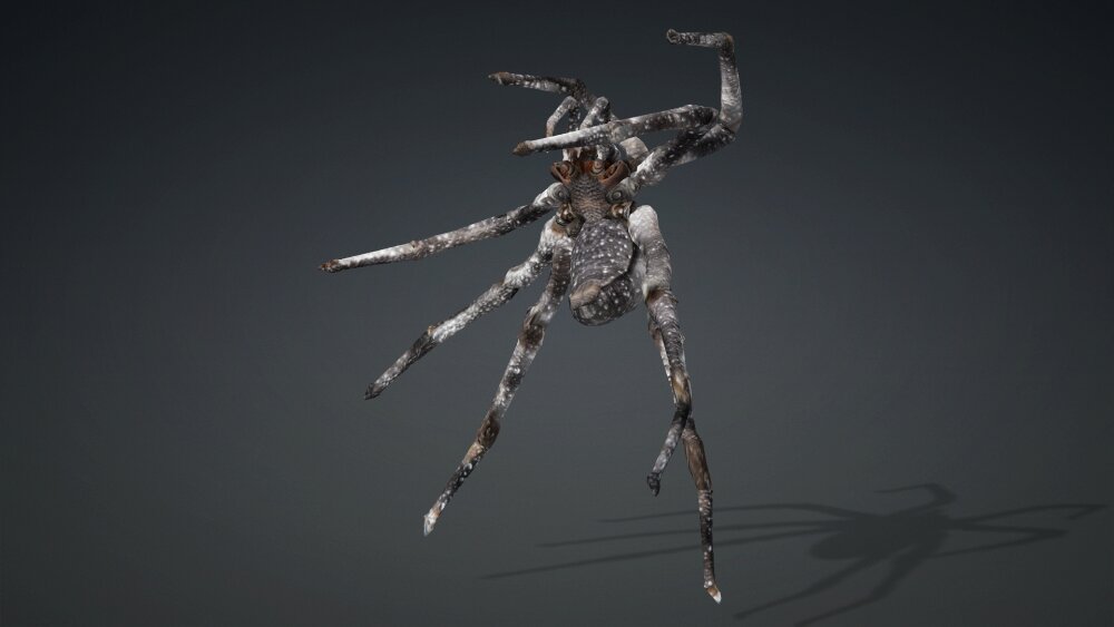 Spider V2 3D model - Download Arthropod on 3DModels.org
