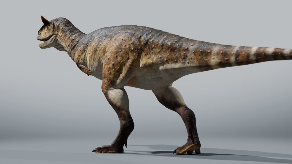 Carnotaurus Rig 3D model - Download Dinosaur on 3DModels.org