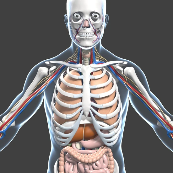 Cráneo humano Modelos 3D Descargar - 3DModels.org
