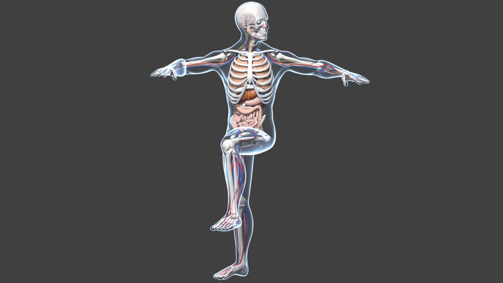 Skeletal Muscle Action Binding 3D model - Download Anatomy on 3DModels.org