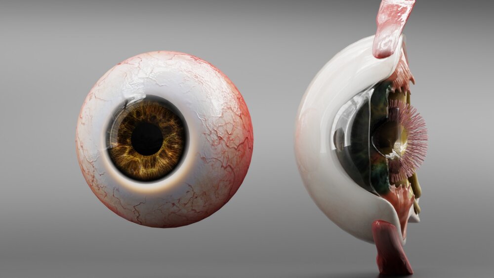Anatomia do Olho Humano com Vista em Corte Modelo 3D - Baixar Anatomy ...