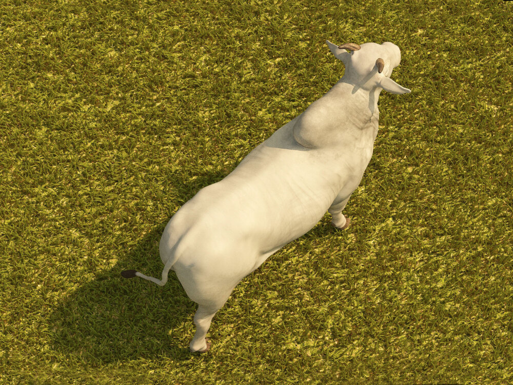 Cattle 3D model - Download Mammals on 3DModels.org