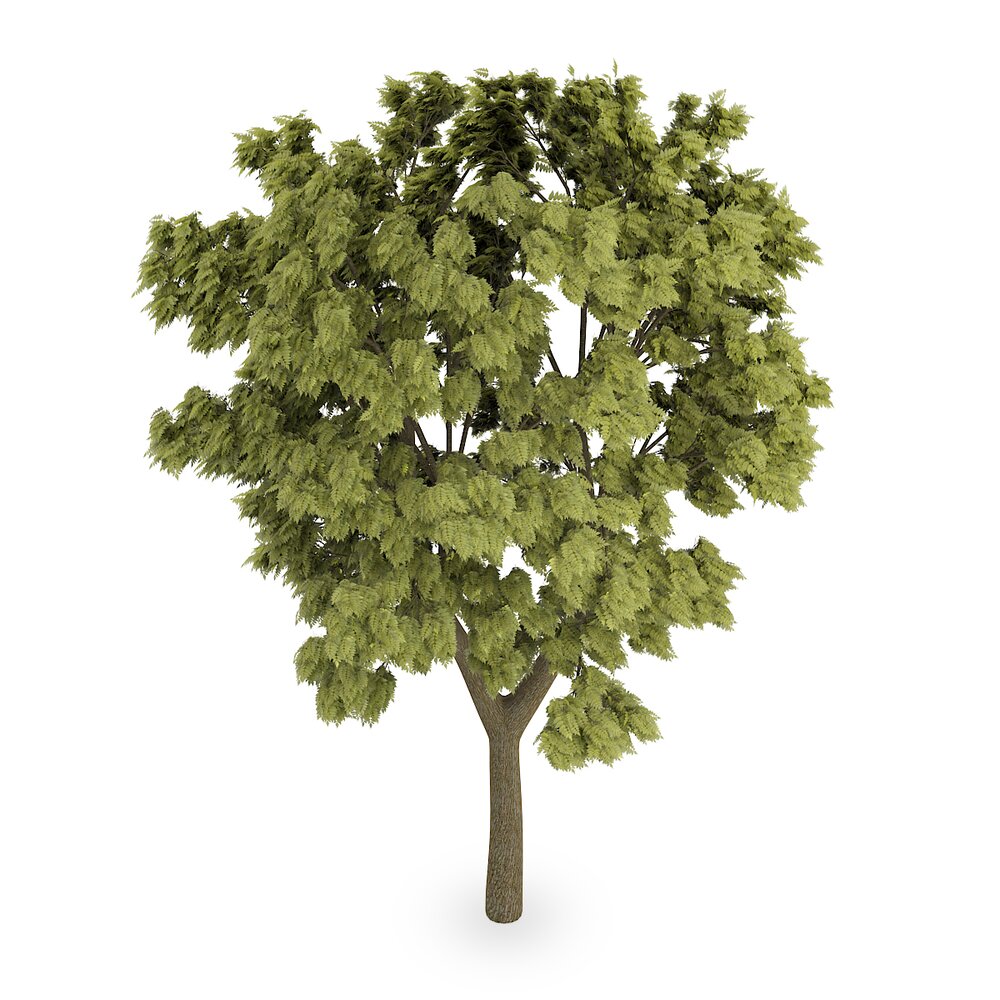 American White Ash Tree with Broad Canopy 3D model - Download Trees on ...