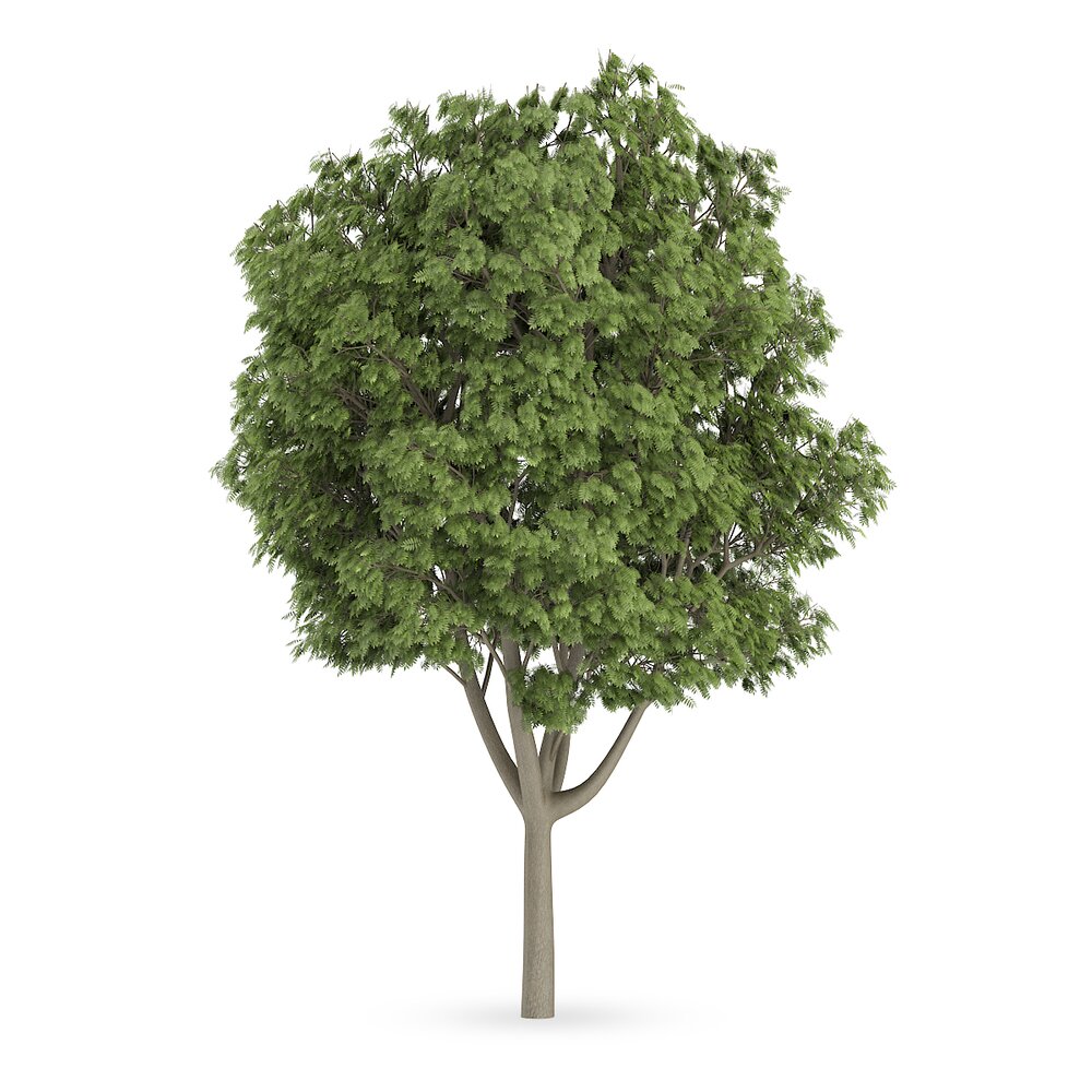 Mature Ash Tree with Dense Rounded Canopy 3D model - Download Trees on ...
