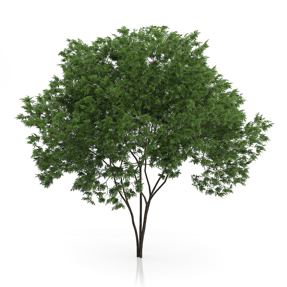 Elderberry Tree (Sambucus nigra) 3.7m 3D model - Download Trees on ...