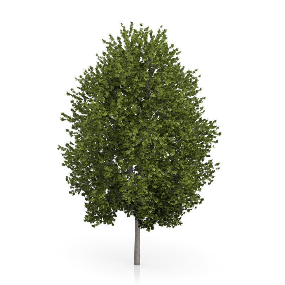 Norway Maple Tree (Acer platanoides) 4.5m 3D model - Download Trees on ...