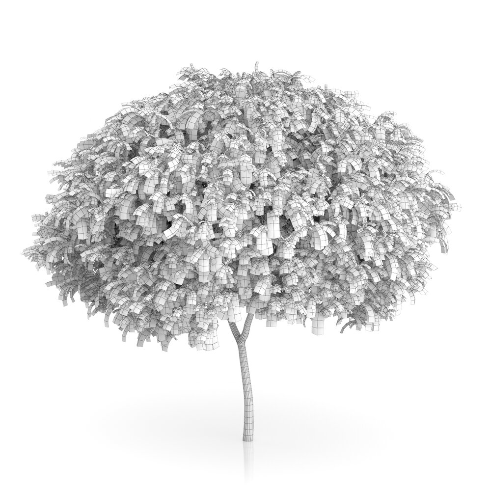 Staghorn Sumac Tree (Rhus typhina) 7.2m 3D model - Download Trees on ...