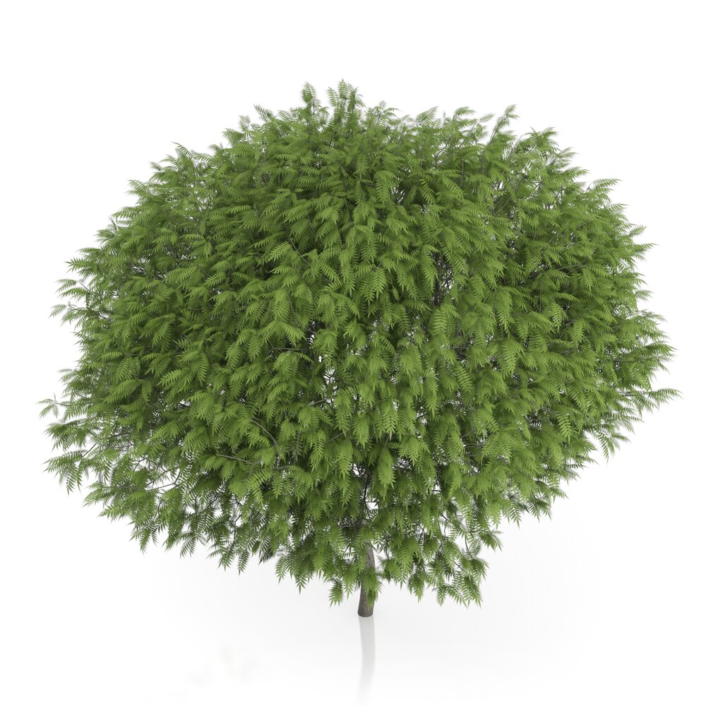 Staghorn Sumac Tree (Rhus typhina) 7.2m 3D model - Download Trees on ...