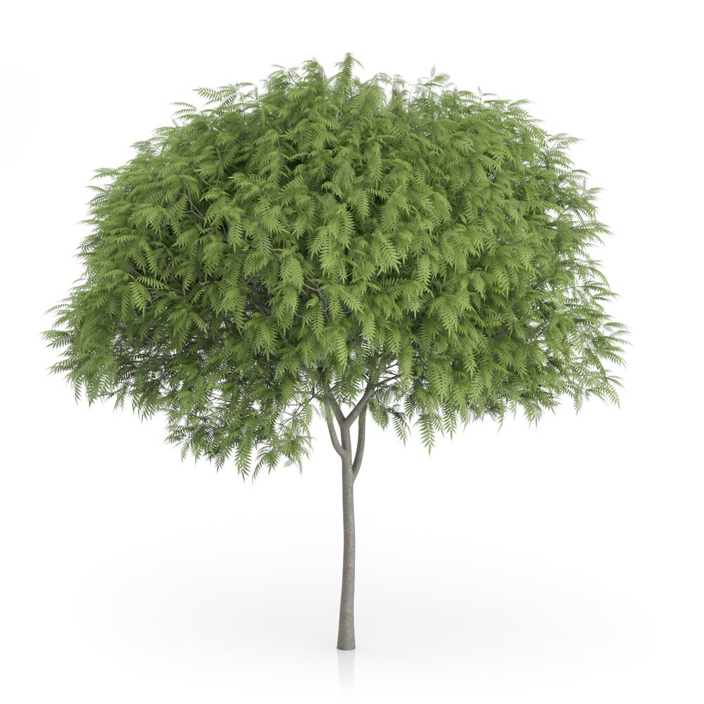 Staghorn Sumac Tree (Rhus typhina) 6.9m 3D model - Download Trees on ...