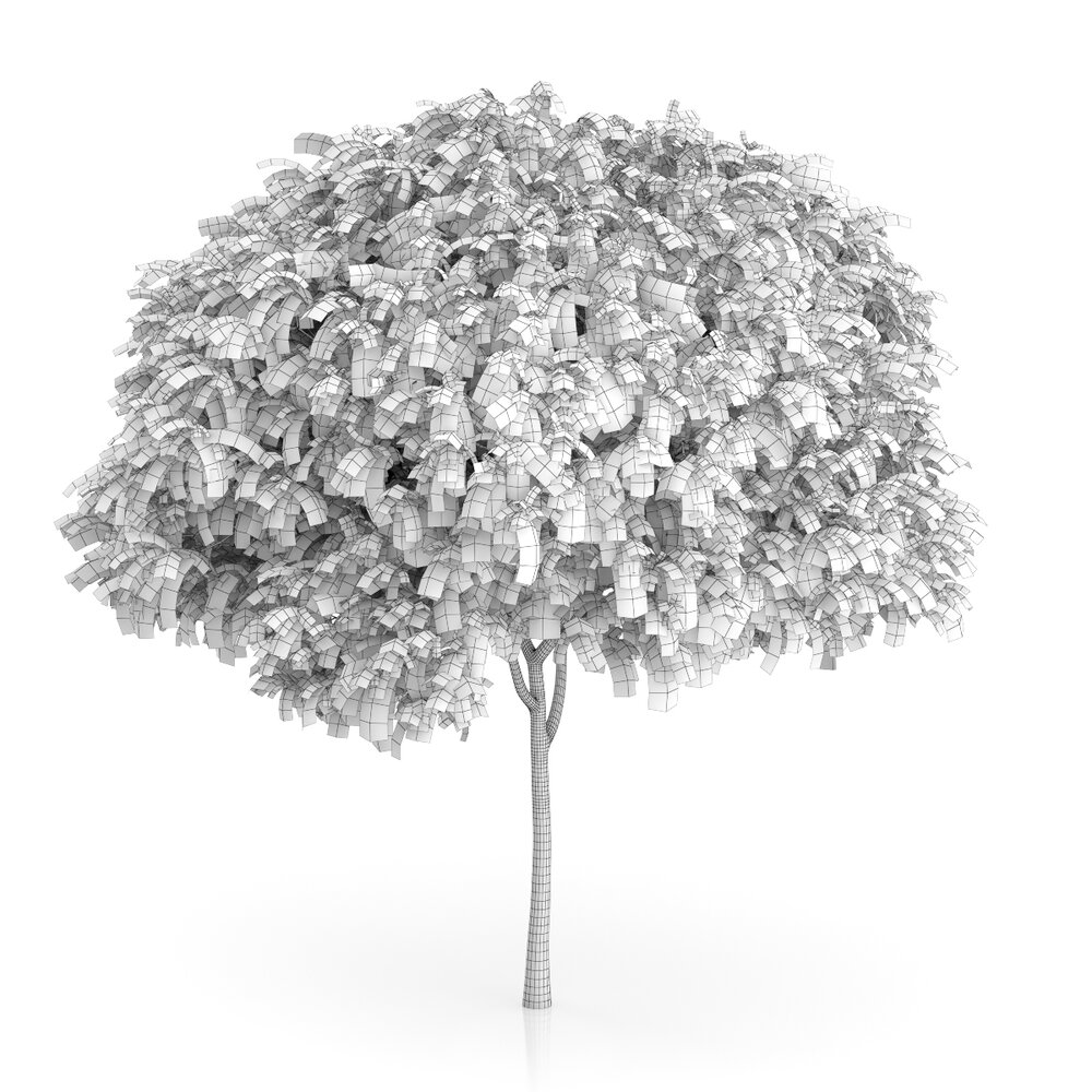 Staghorn Sumac Tree (Rhus typhina) 6.9m 3D model - Download Trees on ...