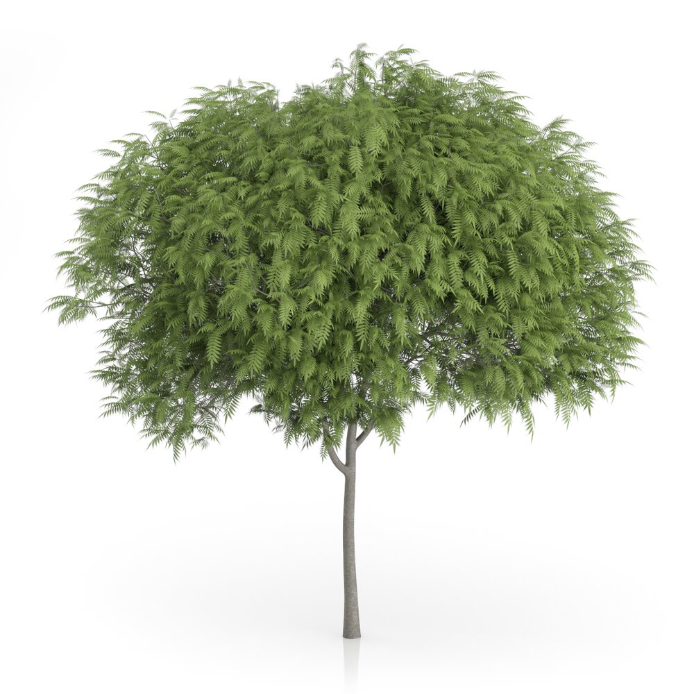 Staghorn Sumac Tree (Rhus typhina) 6.9m 3D model - Download Trees on ...