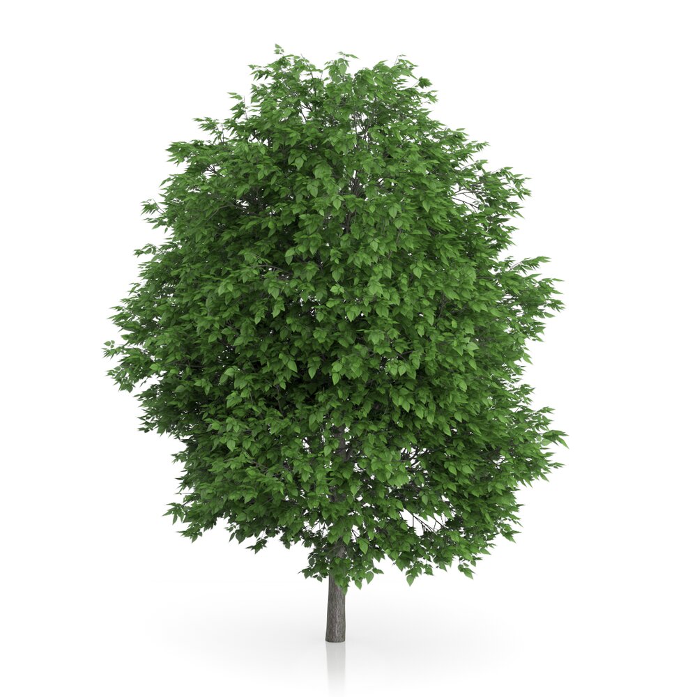 Cigar Tree (Catalpa bignonioides) 11m 3D model - Download Trees on ...