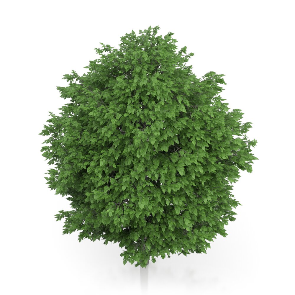 Cigar Tree (Catalpa bignonioides) 11m 3D model - Download Trees on ...