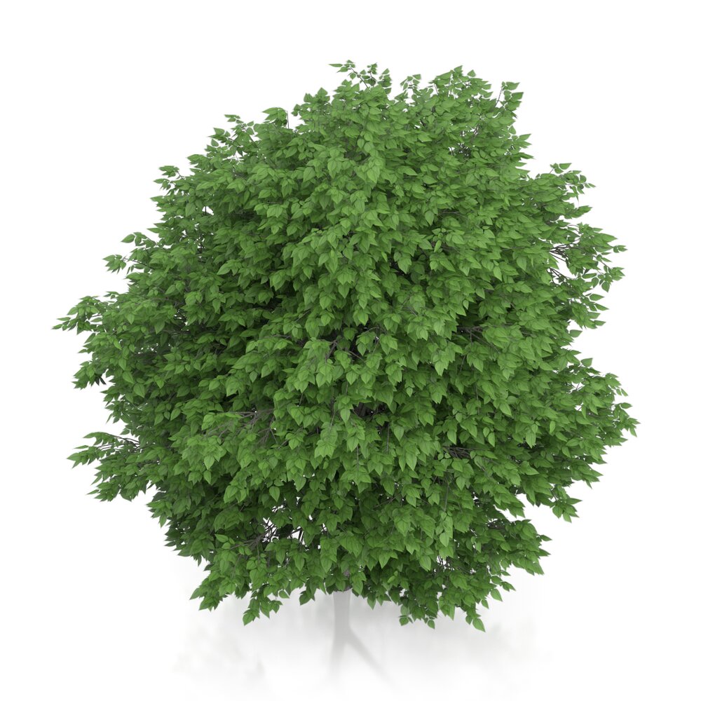 Cigar Tree (Catalpa bignonioides) 5m 3D model - Download Trees on ...