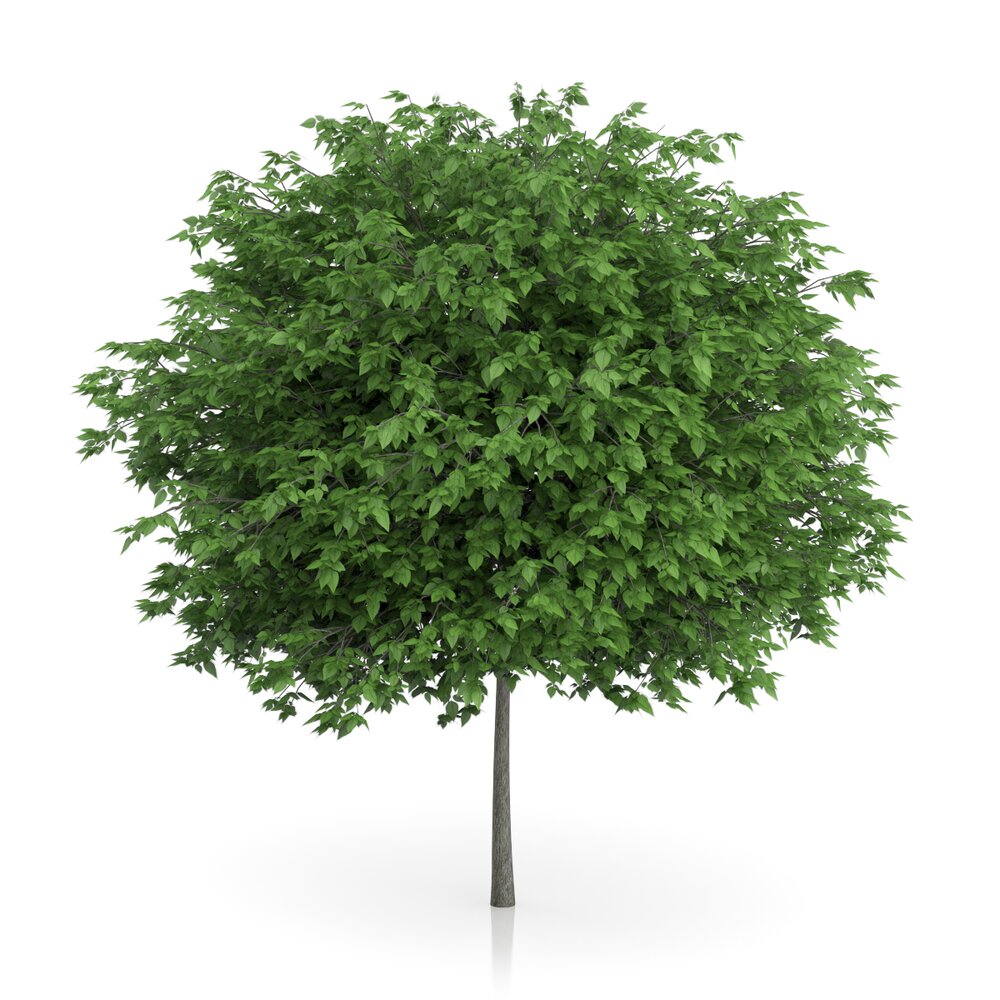 Cigar Tree (Catalpa bignonioides) 6.5m 3D model - Download Trees on ...