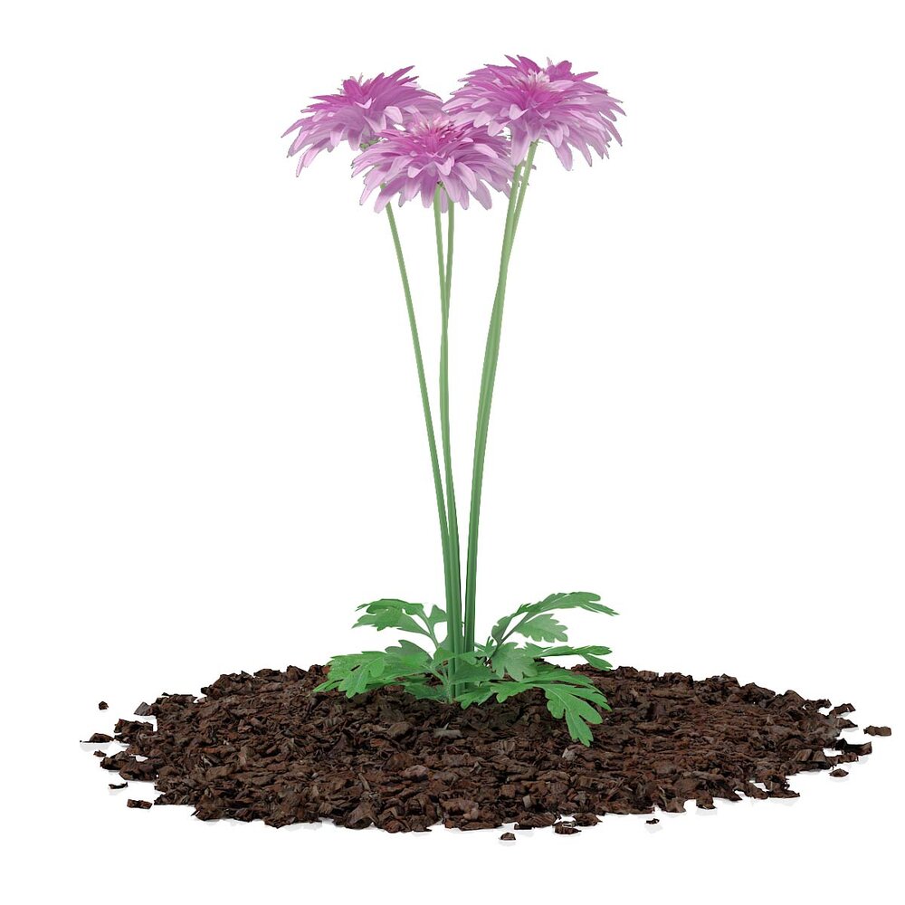Pink Chrysanthemum Flowers (Argyranthemum frutescens) 3D model ...
