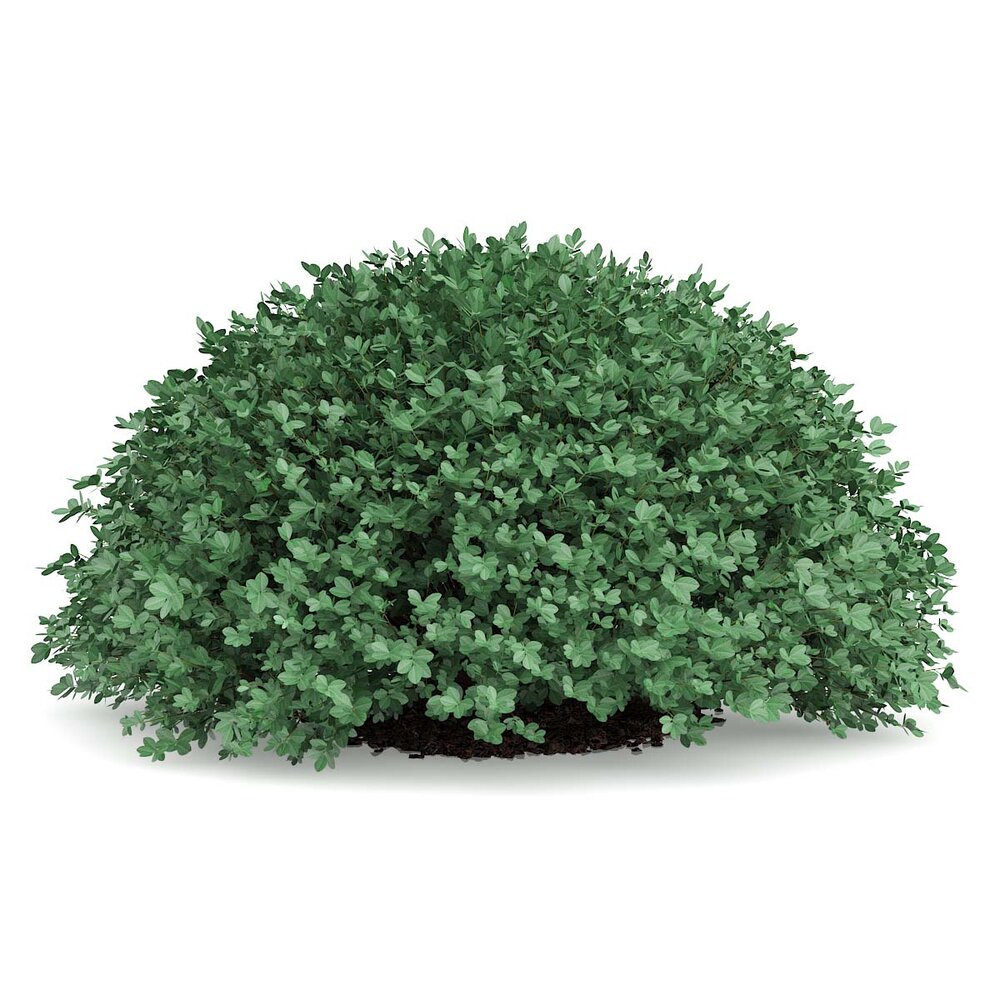Round Boxwood Plant (Buxus sempervirens) 3D model - Download Bushes on ...