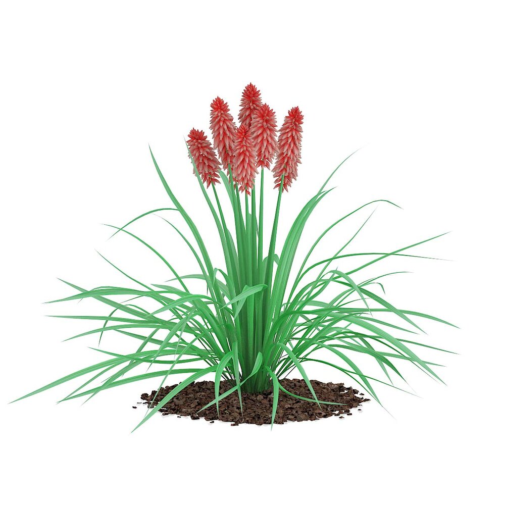 Kniphofia Plant (Tritoma) 3D model - Download Flowers on 3DModels.org
