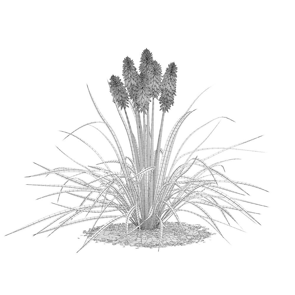 Kniphofia Plant (Tritoma) 3D model - Download Flowers on 3DModels.org