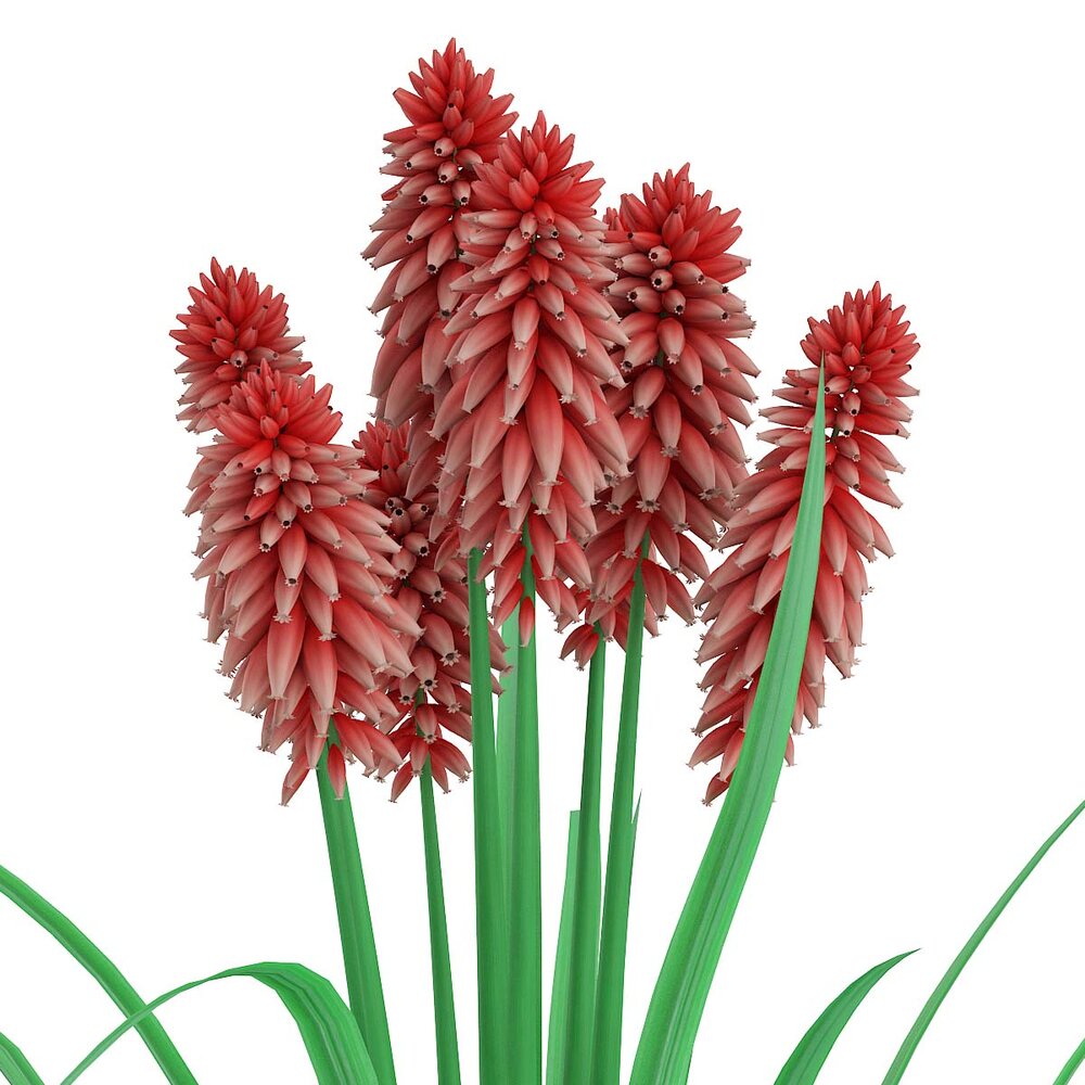 Kniphofia Plant (Tritoma) 3D model - Download Flowers on 3DModels.org