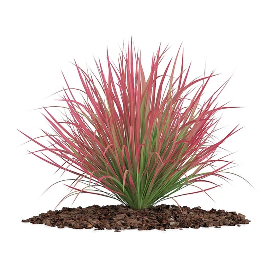 Ornamental grass 3D Models Download - 3DModels.org