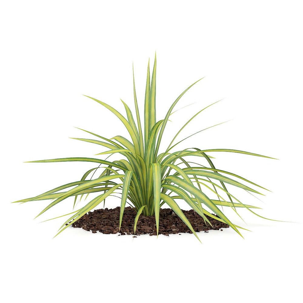 Yellow Yucca Plant (Yucca arkansana) 3D model - Download Grass on ...