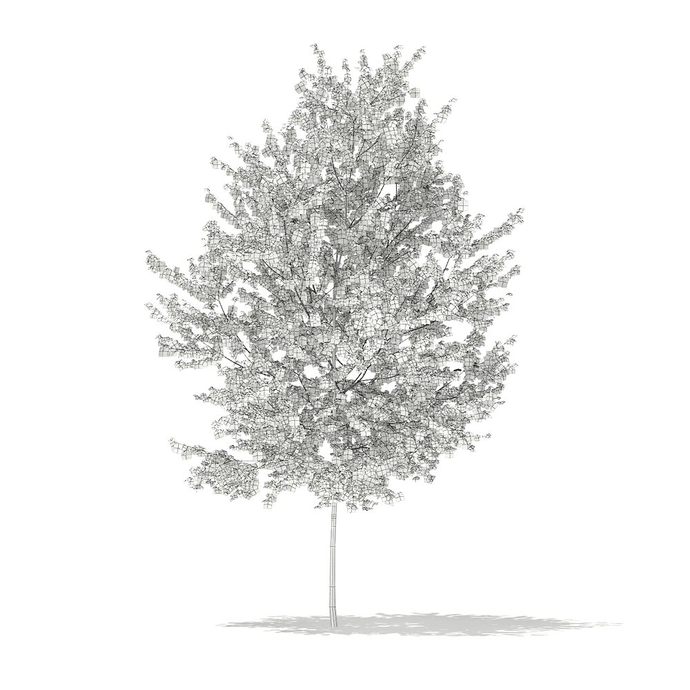 Silver Birch (Betula pendula) 2.7m 3D model - Download Trees on ...