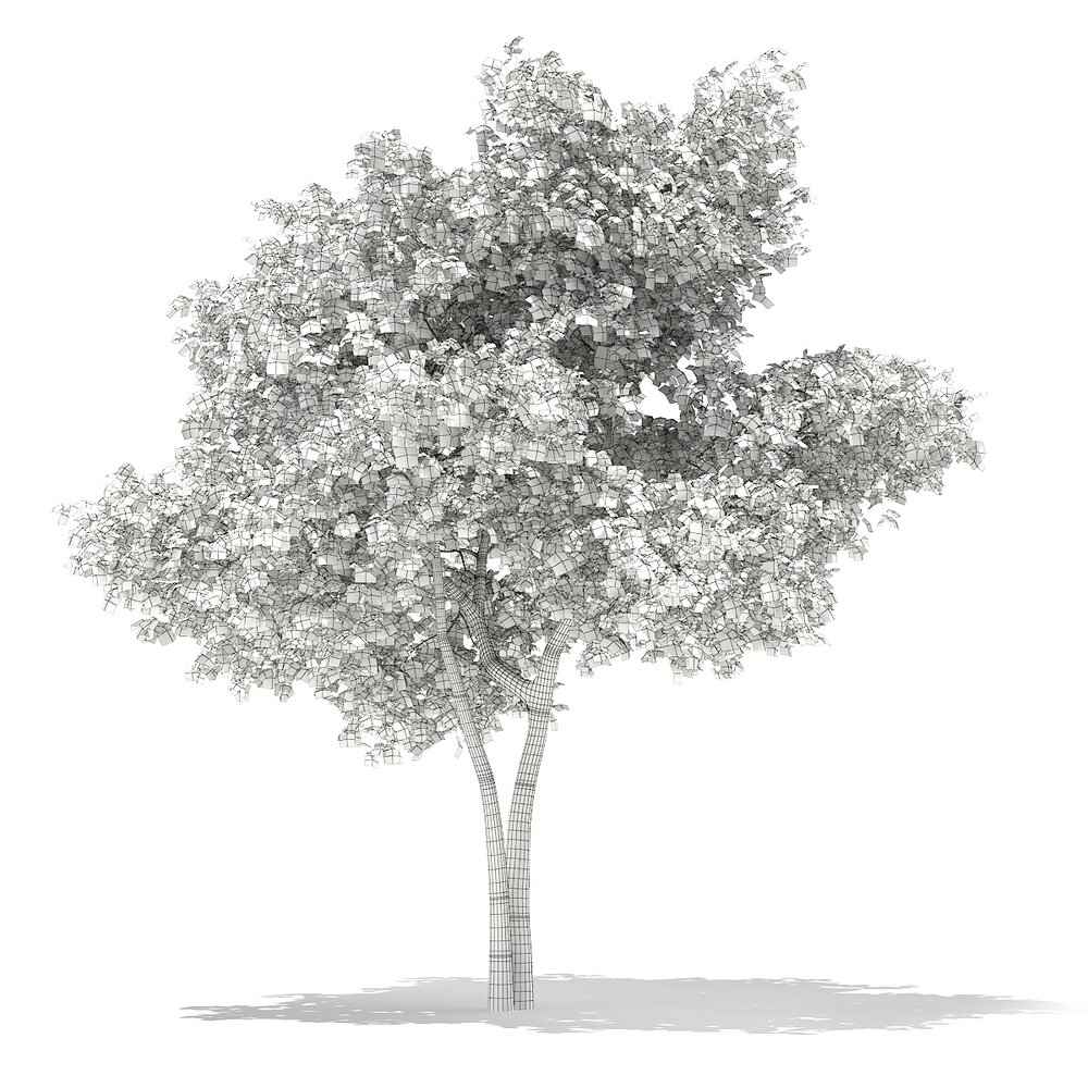 Silver Birch (Betula pendula) 8.8m 3D model - Download Trees on ...