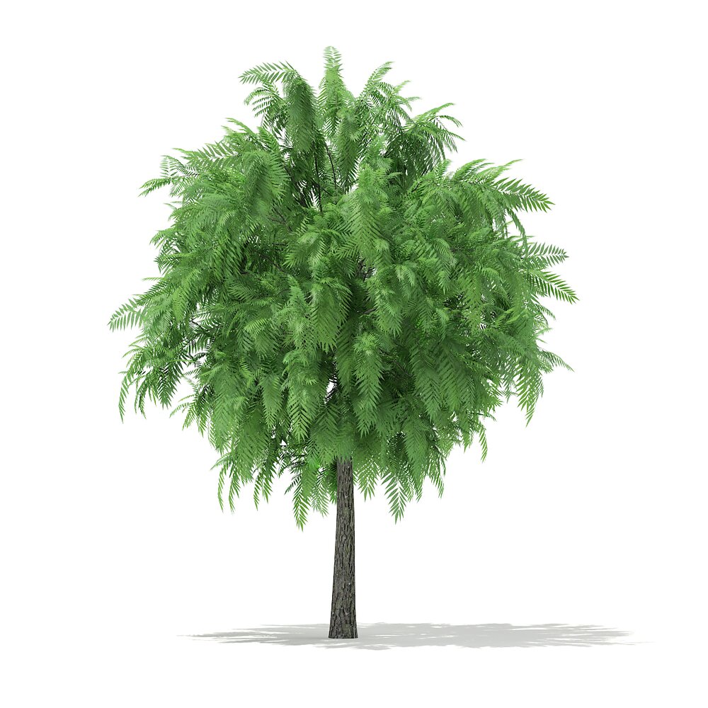 White Willow (Salix alba) 4m 3D model - Download Trees on 3DModels.org