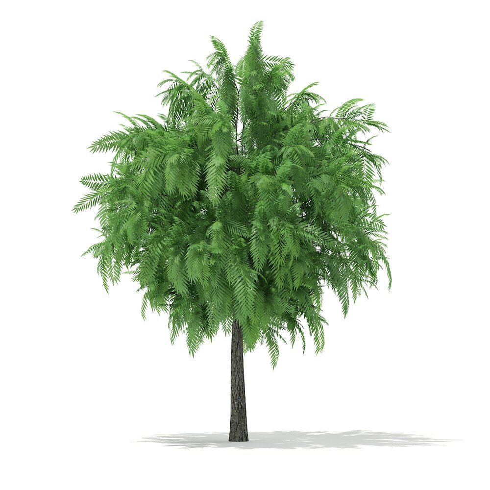 White Willow (Salix alba) 4m 3D model - Download Trees on 3DModels.org