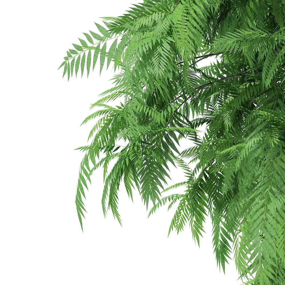 White Willow (Salix alba) 4m 3D model - Download Trees on 3DModels.org