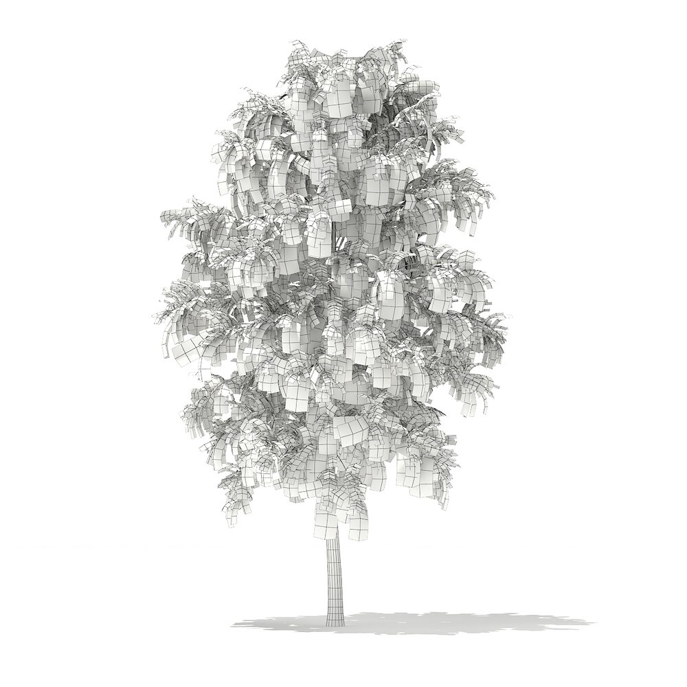 White Willow (Salix alba) 6.6m 3D model - Download Trees on 3DModels.org