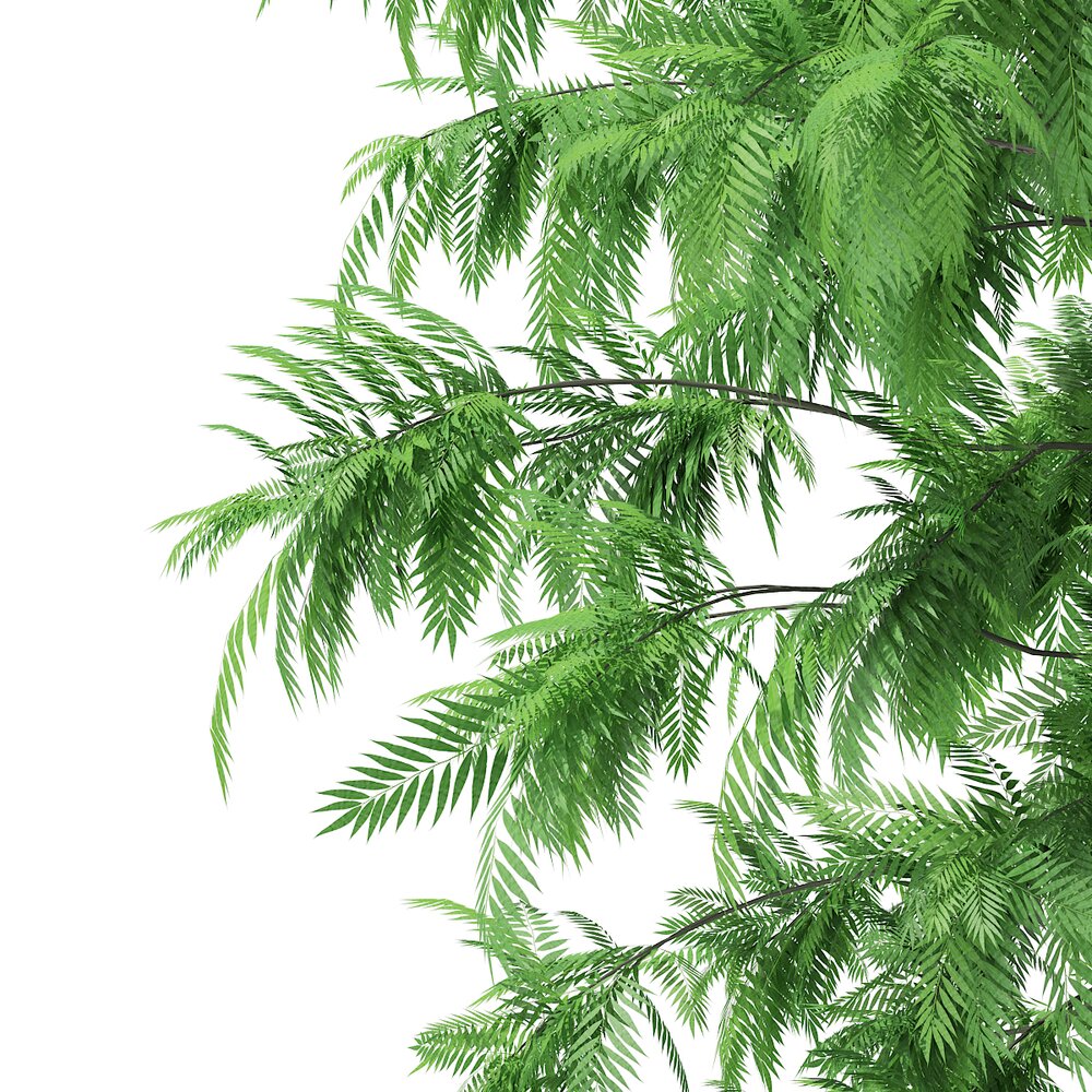 White Willow (Salix alba) 6.6m 3D model - Download Trees on 3DModels.org