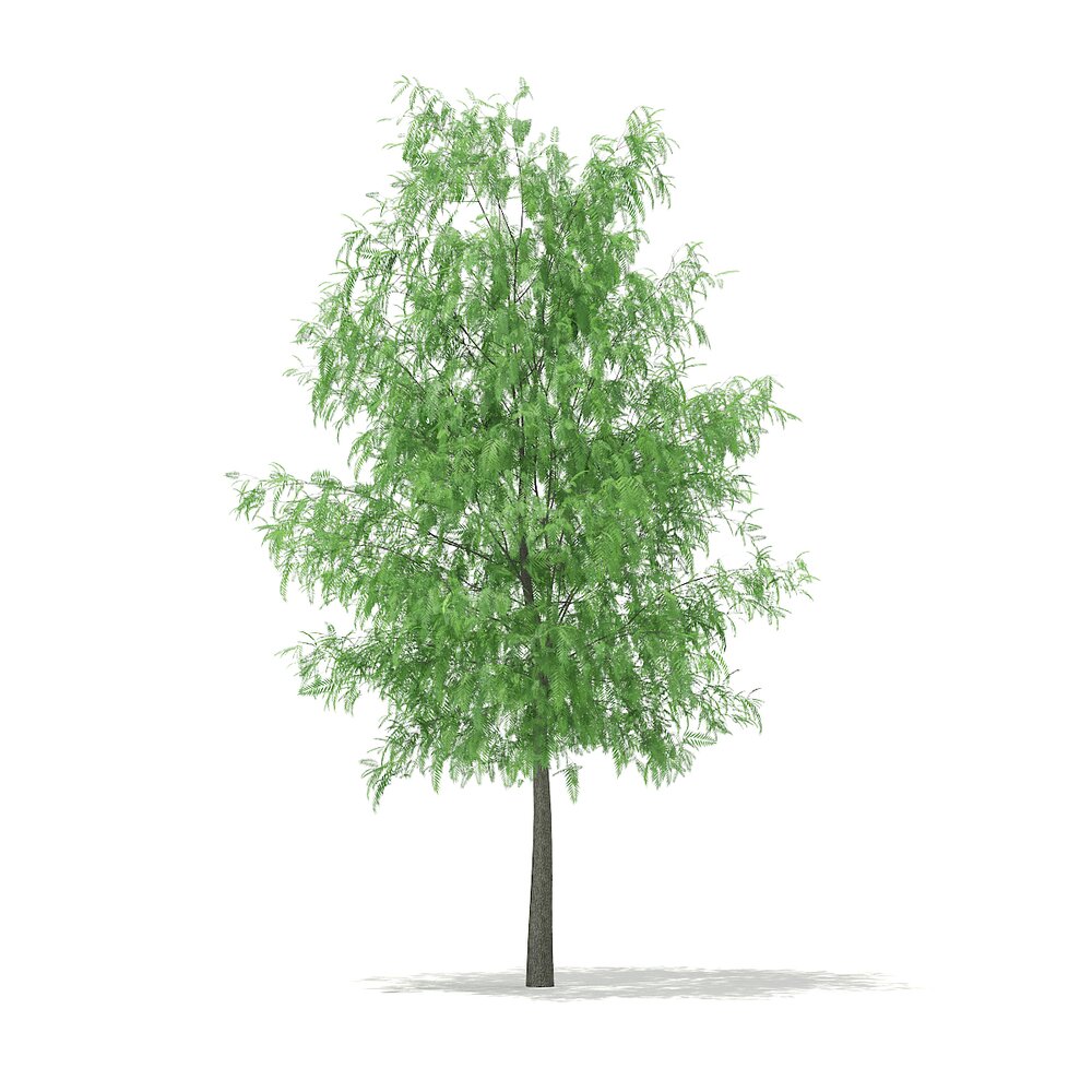 White Willow (Salix alba) 11m 3D model - Download Trees on 3DModels.org