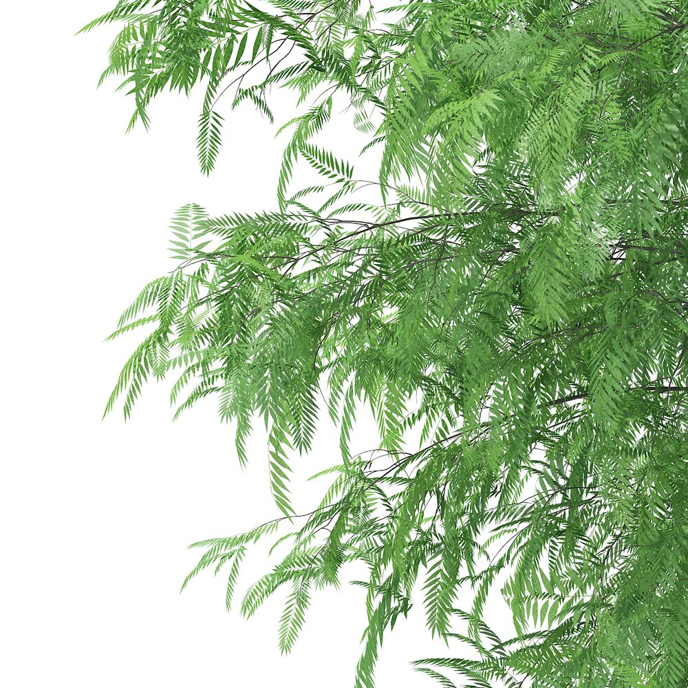 White Willow (Salix alba) 11m 3D model - Download Trees on 3DModels.org