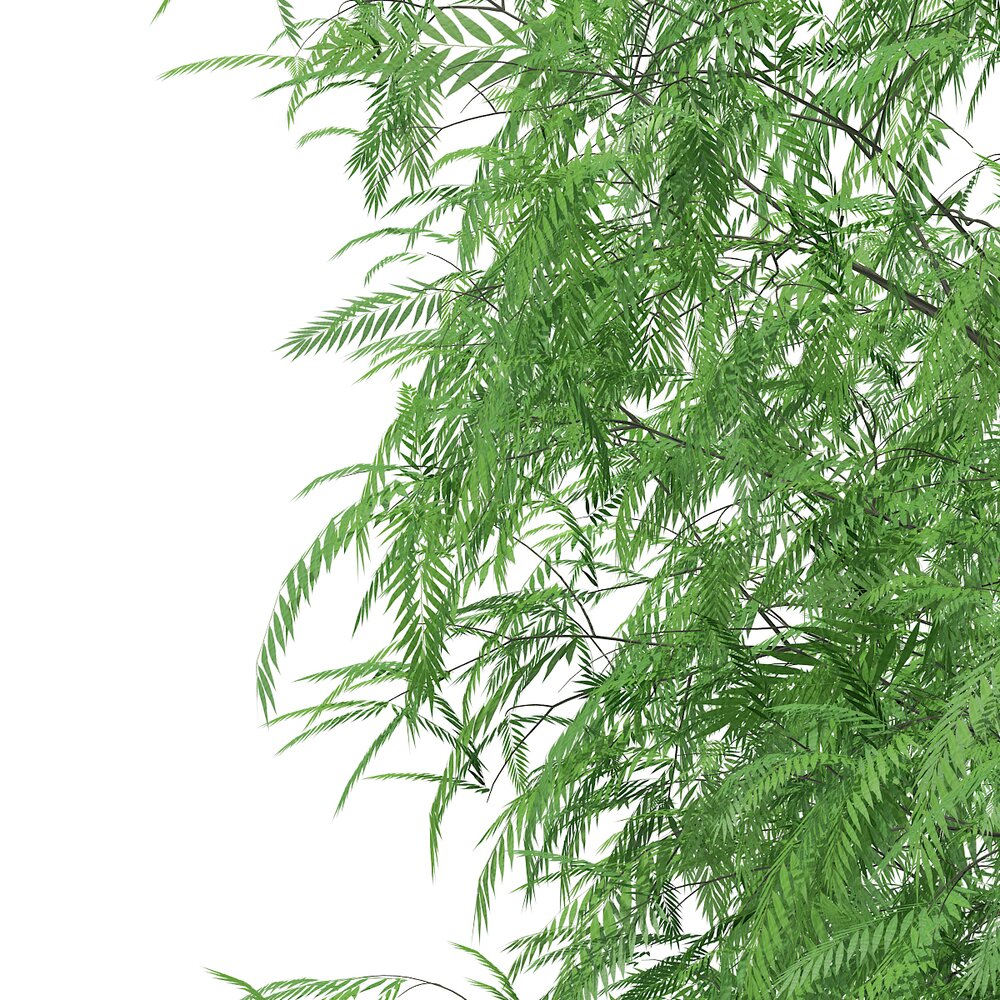 White Willow (Salix alba) 13m 3D model - Download Trees on 3DModels.org