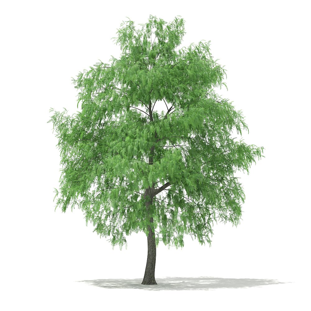 White Willow (Salix alba) 15.2m 3D model - Download Trees on 3DModels.org