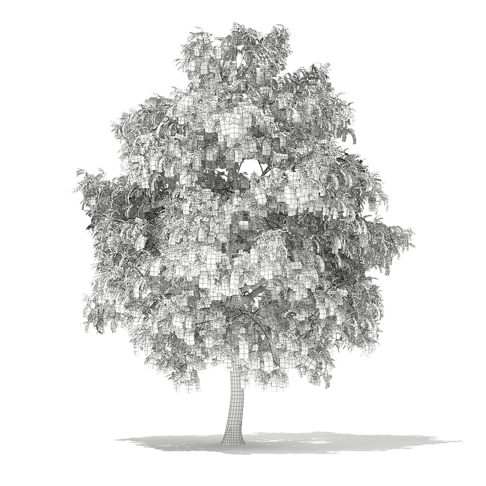 White Willow (Salix alba) 15.2m 3D model - Download Trees on 3DModels.org