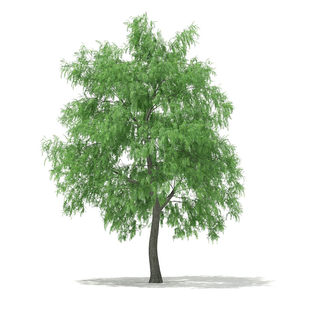 White Willow (Salix alba) 15.2m 3D model - Download Trees on 3DModels.org