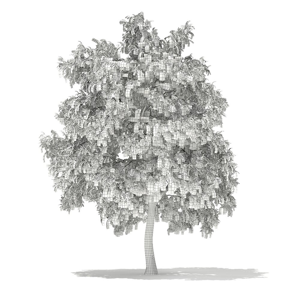White Willow (Salix alba) 15.2m 3D model - Download Trees on 3DModels.org