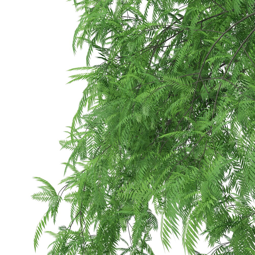 White Willow (Salix alba) 15.2m 3D model - Download Trees on 3DModels.org