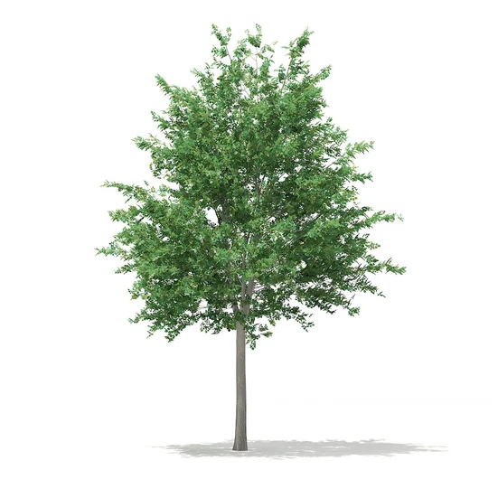 Aspen tree 3D Models Download - 3DModels.org
