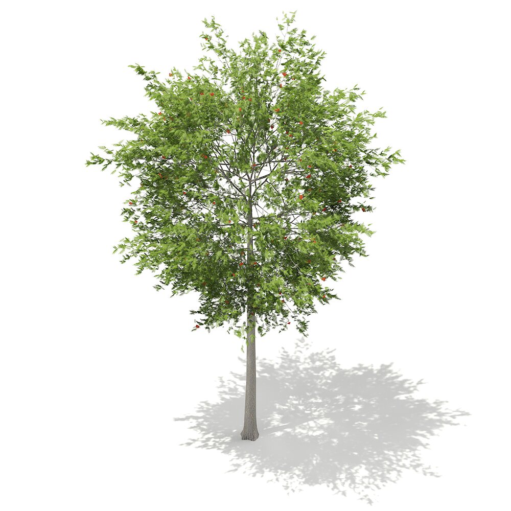 European Rowan (Sorbus aucuparia) 13.3m 3D model - Download Trees on ...