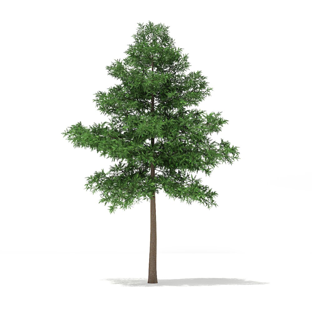 Scots Pine Tree (Pinus sylvestris) 9.4m 3D model - Download Trees on ...